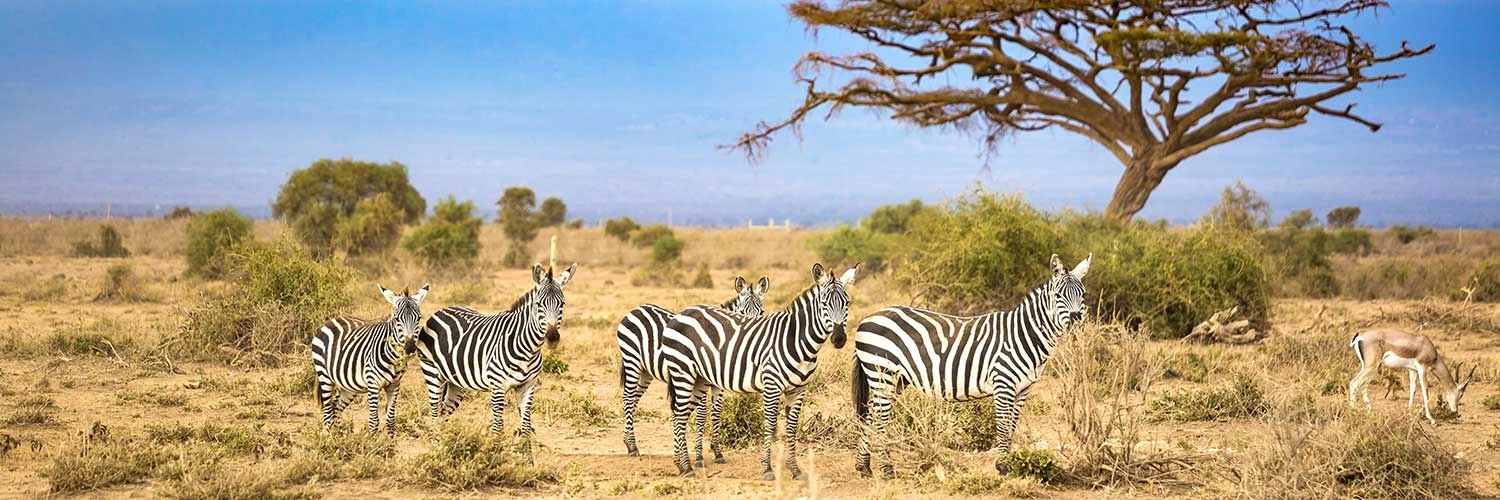 Kalahari Game Reserve – Delmar World – Talk Travel